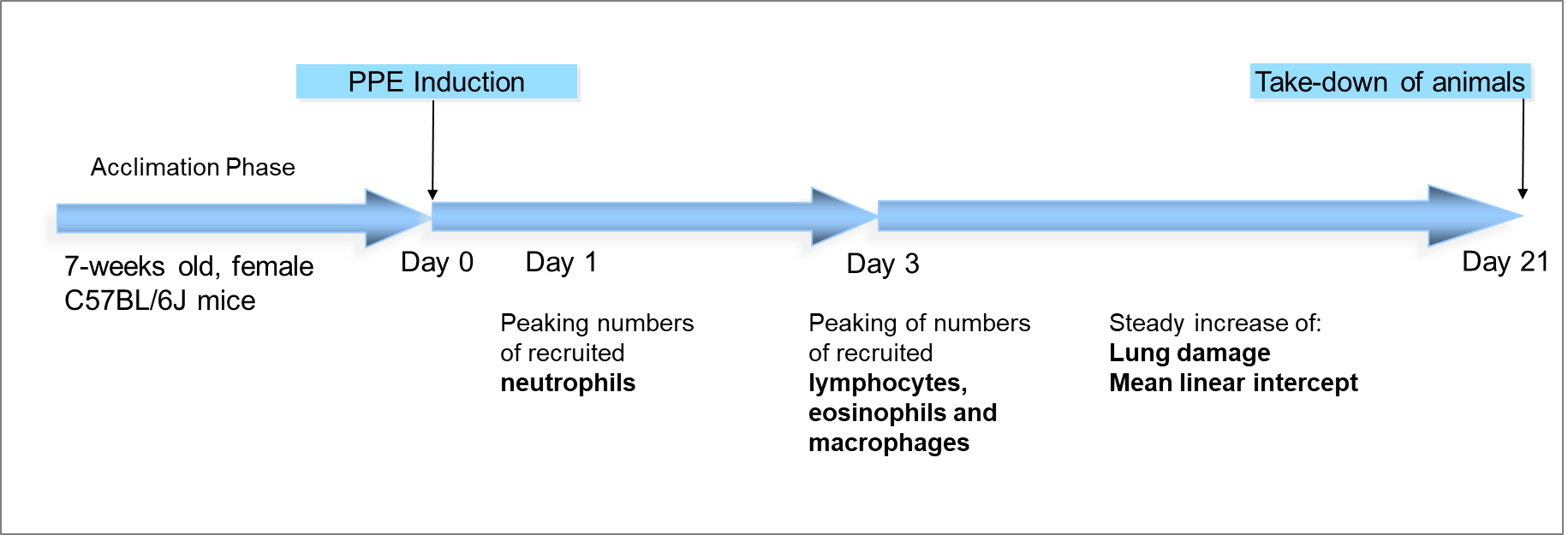 PPE-induced COPD model | SMC Laboratories Inc.