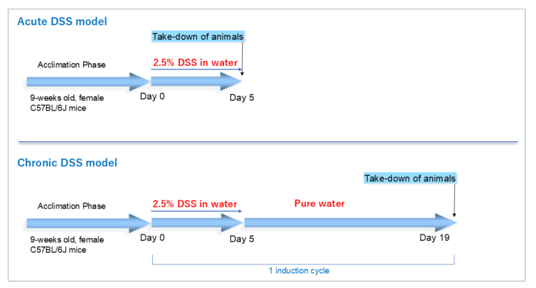 DSS-induced colitis model | SMC Laboratories Inc.