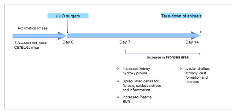 UUO-induced renal fibrosis model | SMC Laboratories Inc.