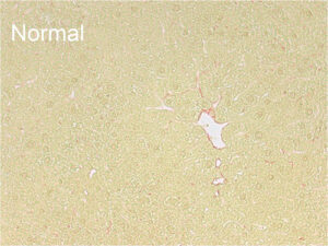 MCD model | SMC Laboratories Inc.