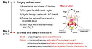 UUO-induced renal fibrosis model | SMCラボラトリーズ株式会社