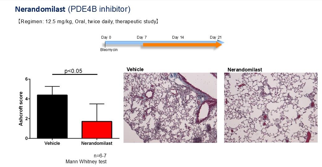 新CROサービス：陽性対照Nerandomilastを用いたIPF薬効評価試験のご紹介 | SMCラボラトリーズ株式会社